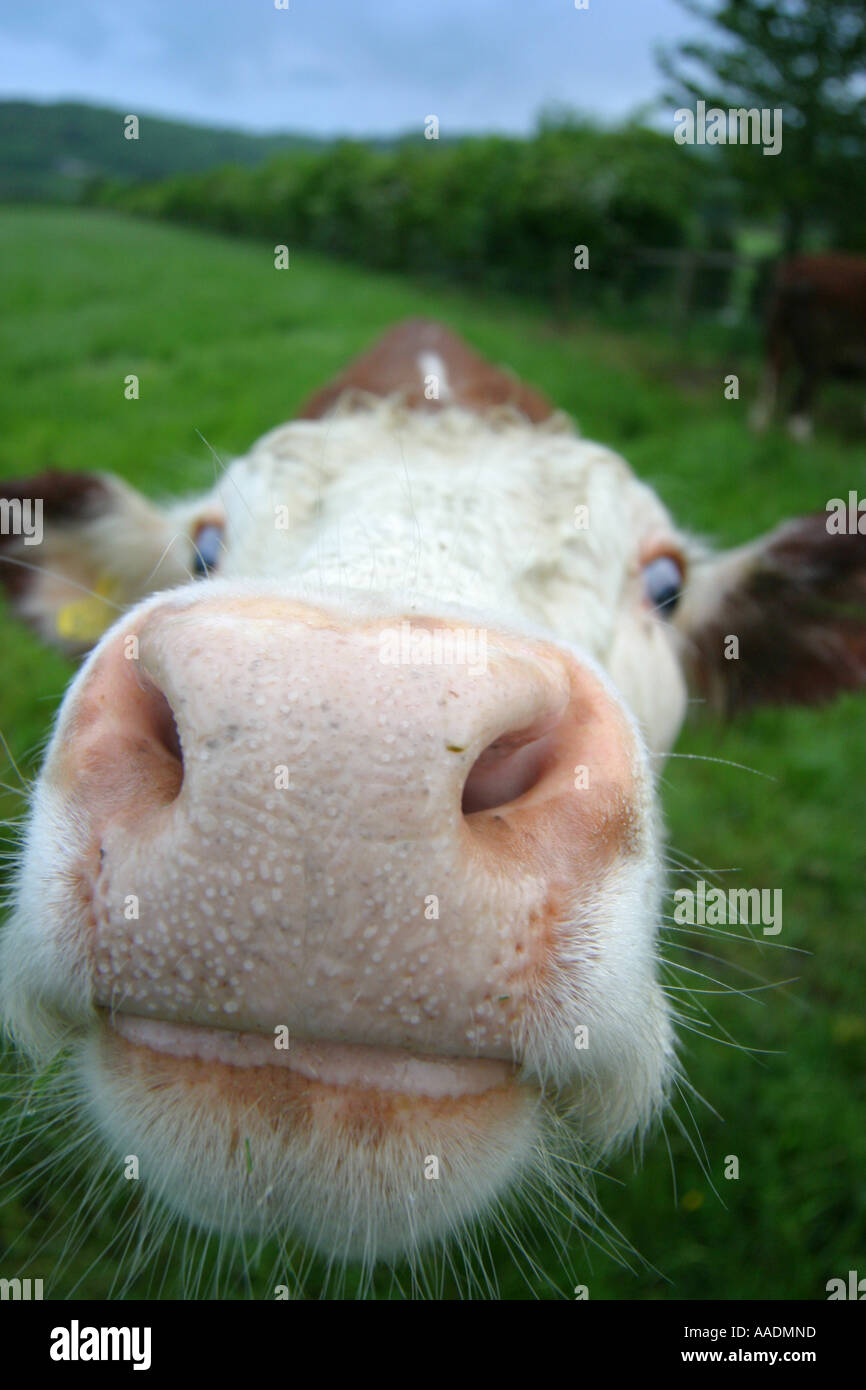 Wideangle of cows face Stock Photo - Alamy