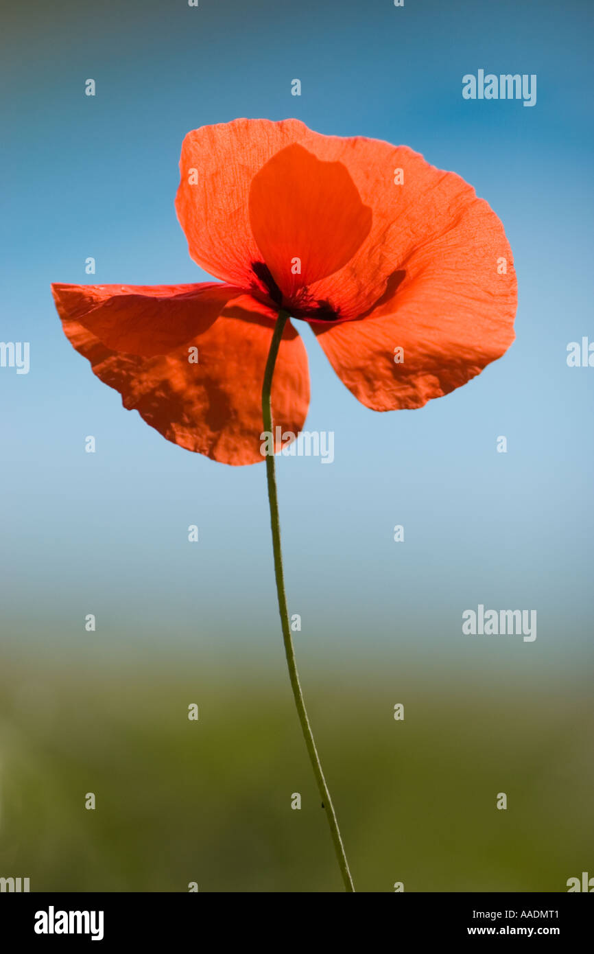 Single red poppy Stock Photo - Alamy