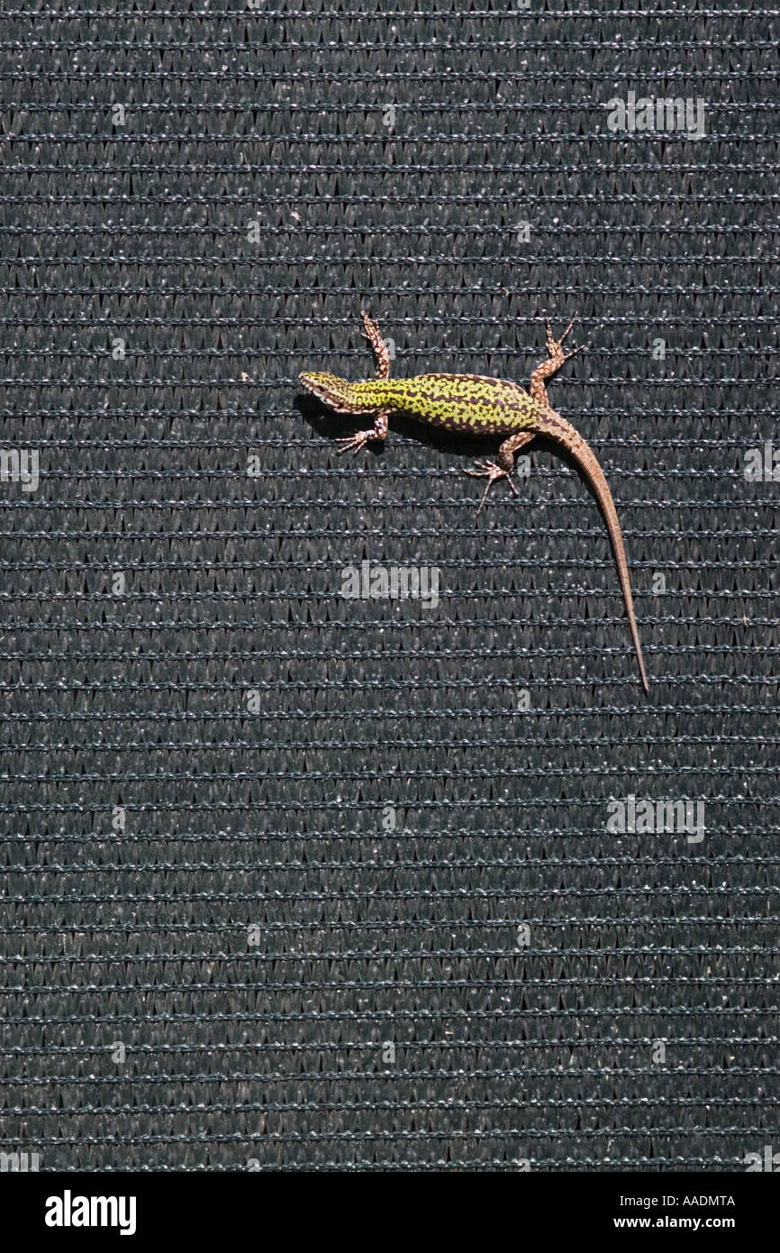 Small green lizard clinging to material screen Stock Photo - Alamy