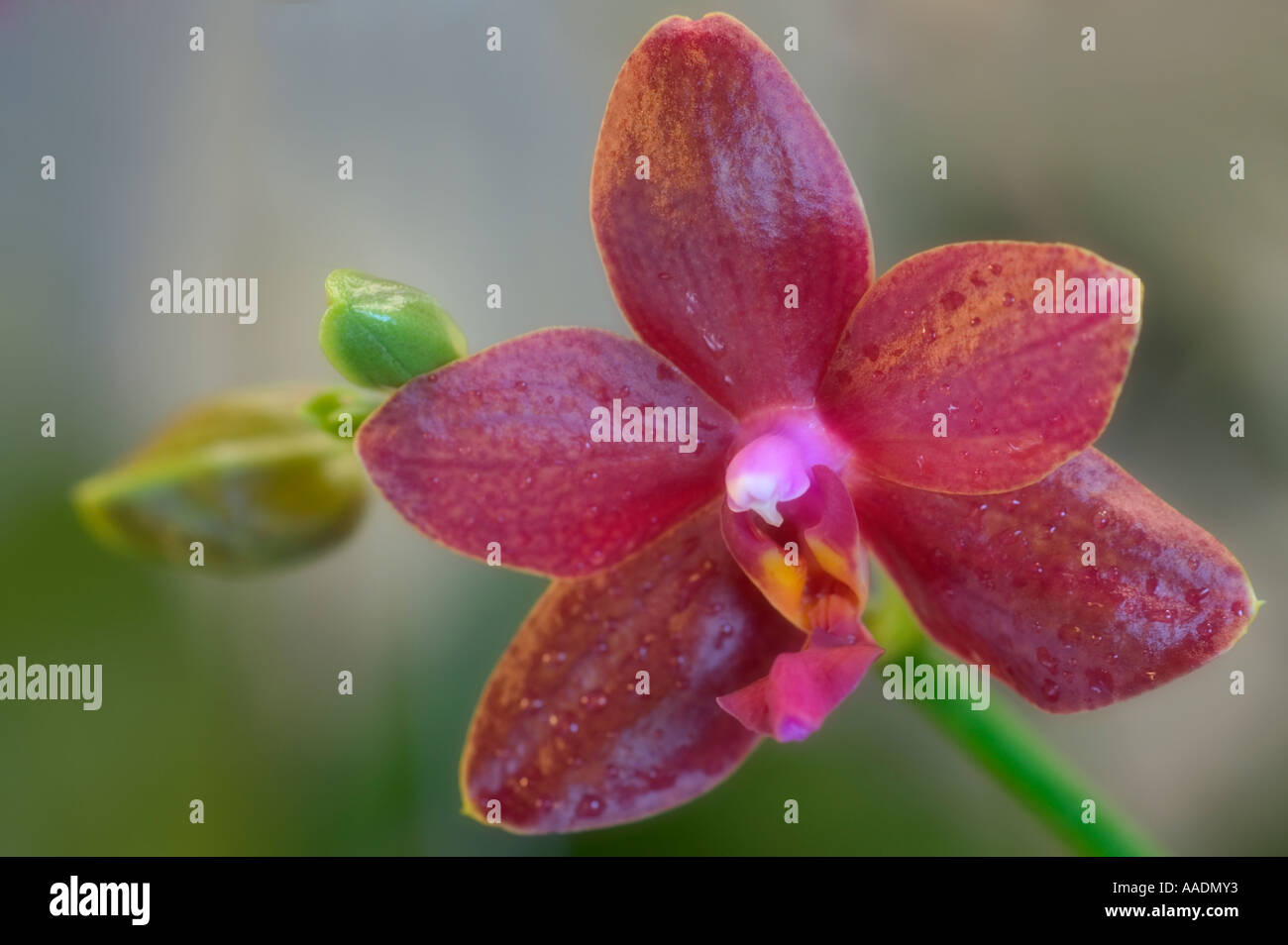 Red Phalaenopsis Mary Pollard Flowering Inflorescence Stock Photo - Alamy