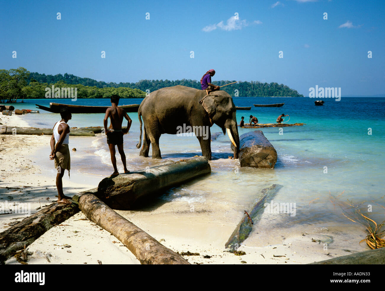 India Andaman Islands Havelock Island elephant moving logs from beach ...