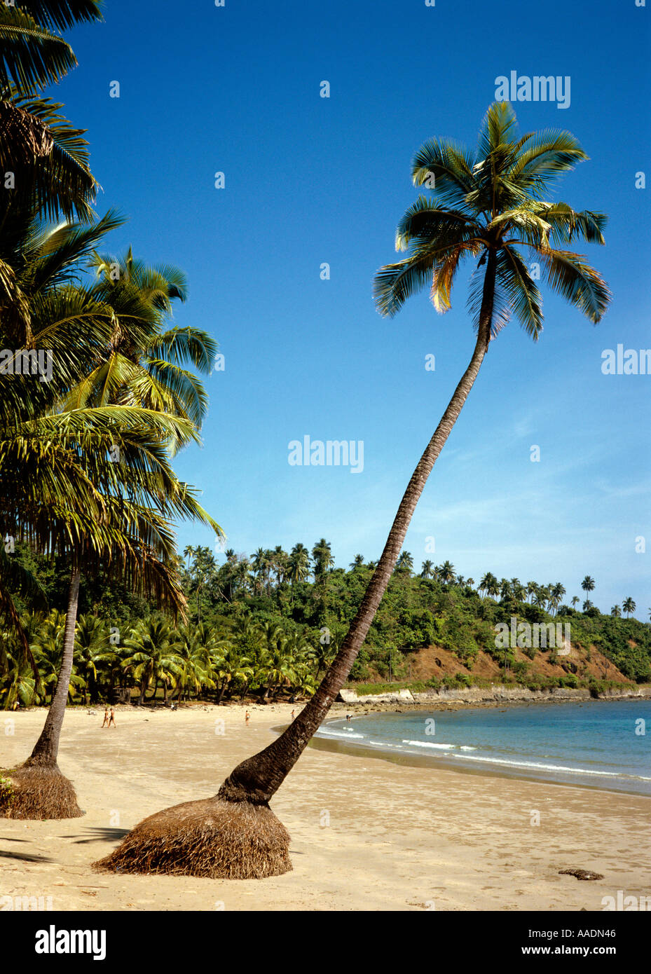 Coconut trees andaman nicobar islands hi-res stock photography and ...
