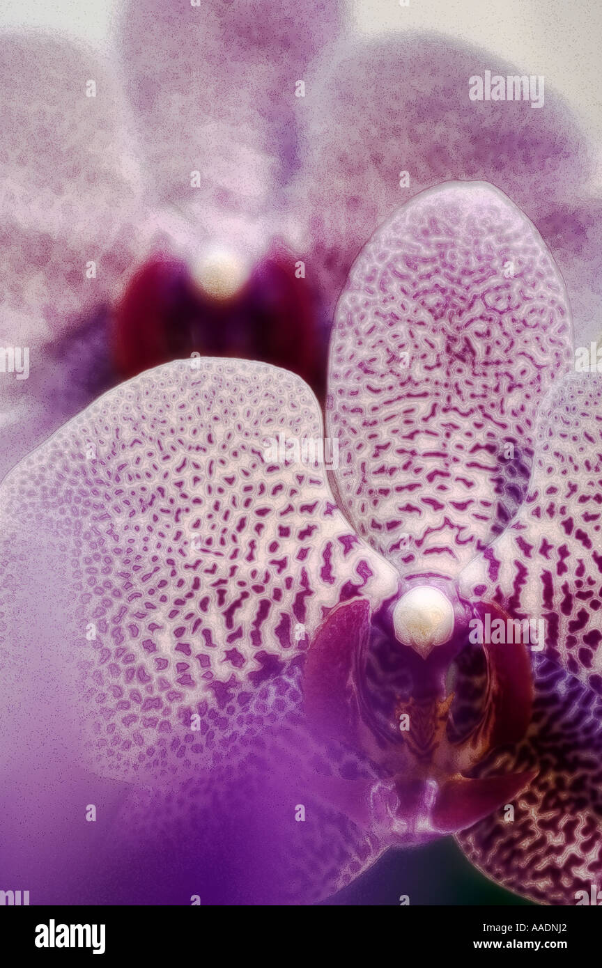 Dotted Phalaenopsis Orchid Flower Repetition Stock Photo - Alamy
