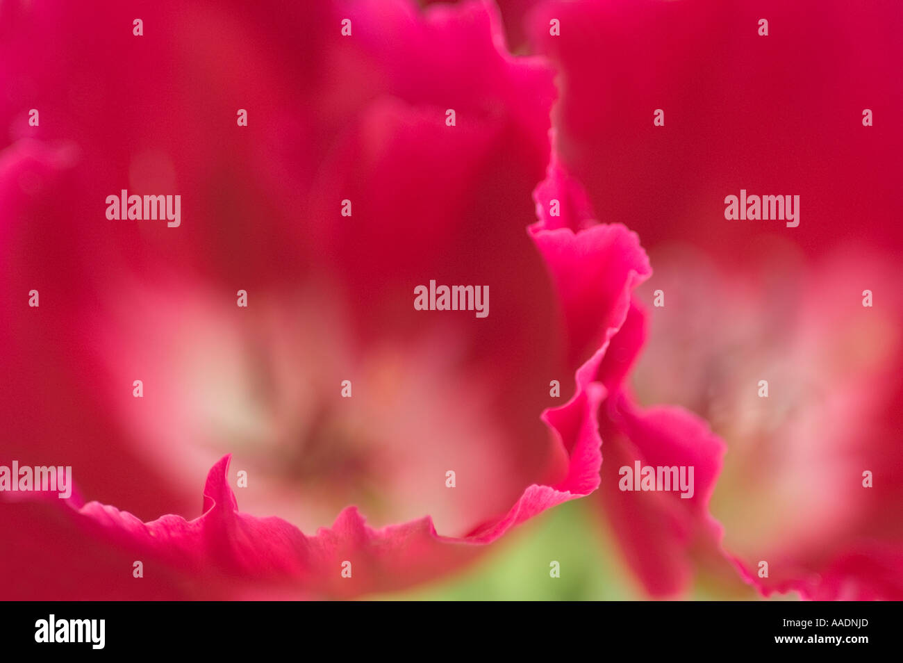 Red godetia flower hi-res stock photography and images - Alamy