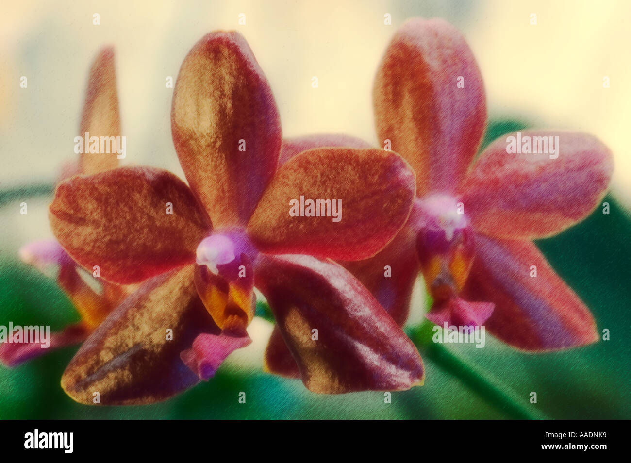 Phalaenopsis 'Mary Pollard' Flower Duo Stock Photo - Alamy