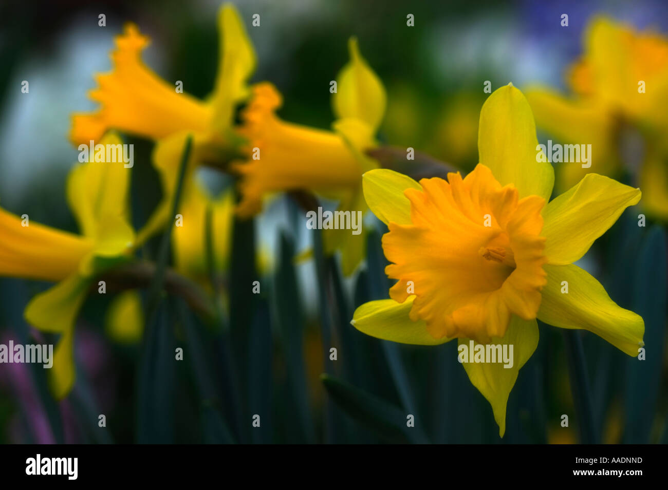 A Group of Cheerful Yellow Daffodils Stock Photo - Alamy