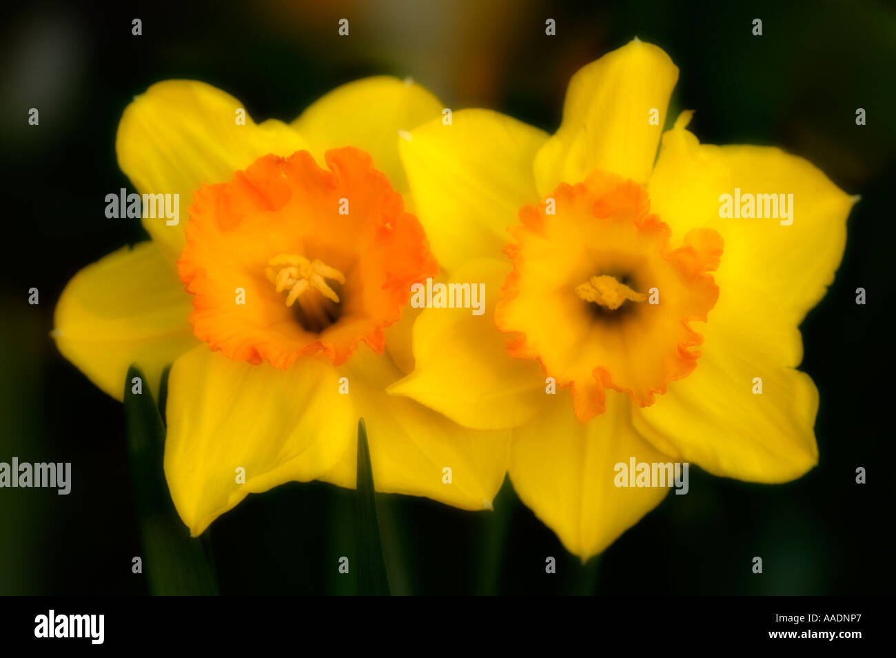 Two daffodil narcissus sp hi-res stock photography and images - Alamy