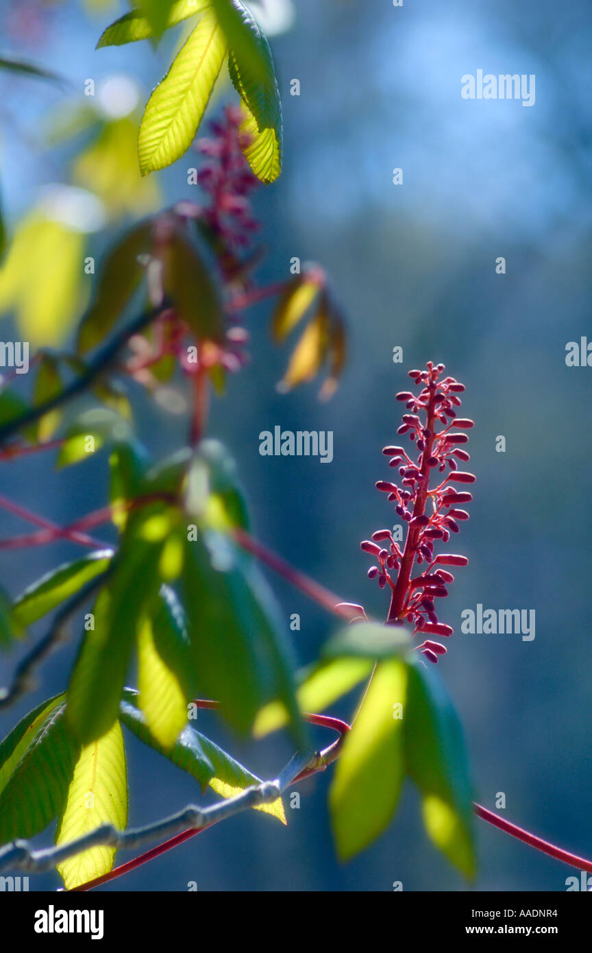 Indian horse chestnut tree hi-res stock photography and images - Alamy