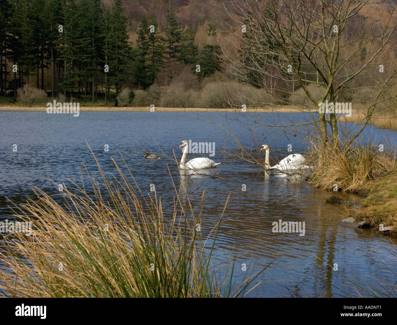 Yew tree tarn lake district hi-res stock photography and images - Alamy