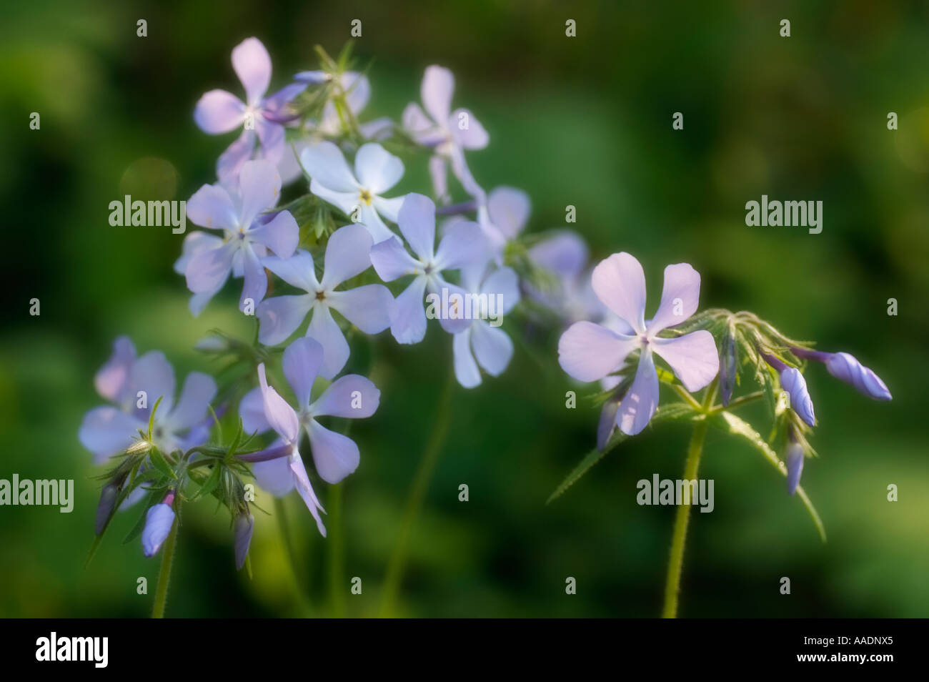 Flowers of Blue Phlox divaricata Stock Photo - Alamy
