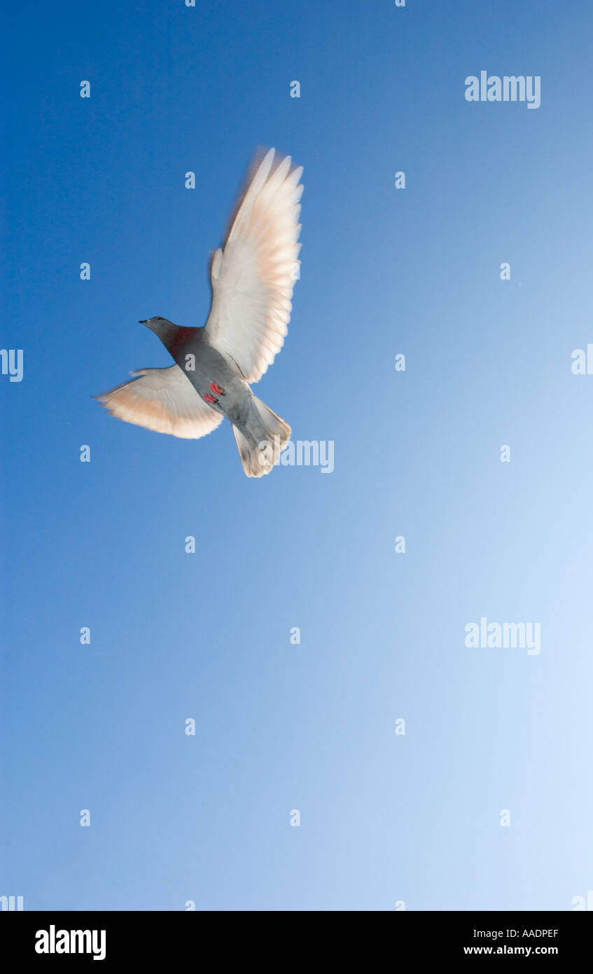 Messenger pigeon flying hi-res stock photography and images - Alamy