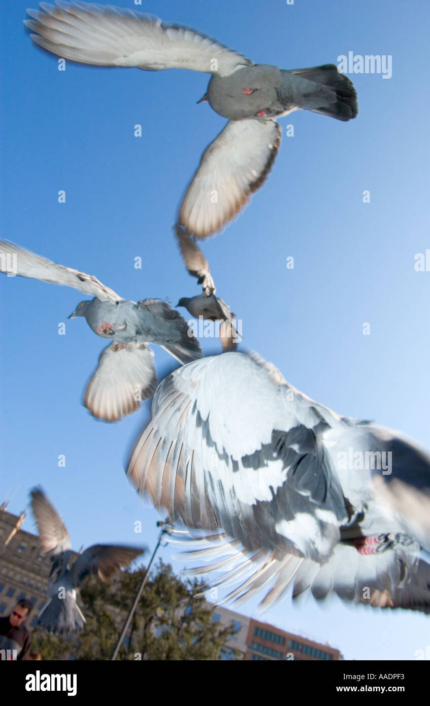 Messenger pigeon flying hi-res stock photography and images - Alamy