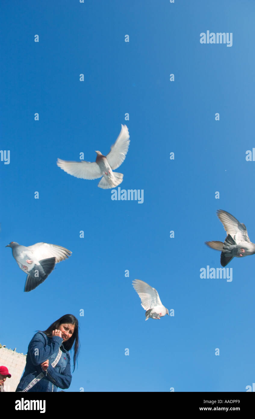 Startled birds hi-res stock photography and images - Alamy