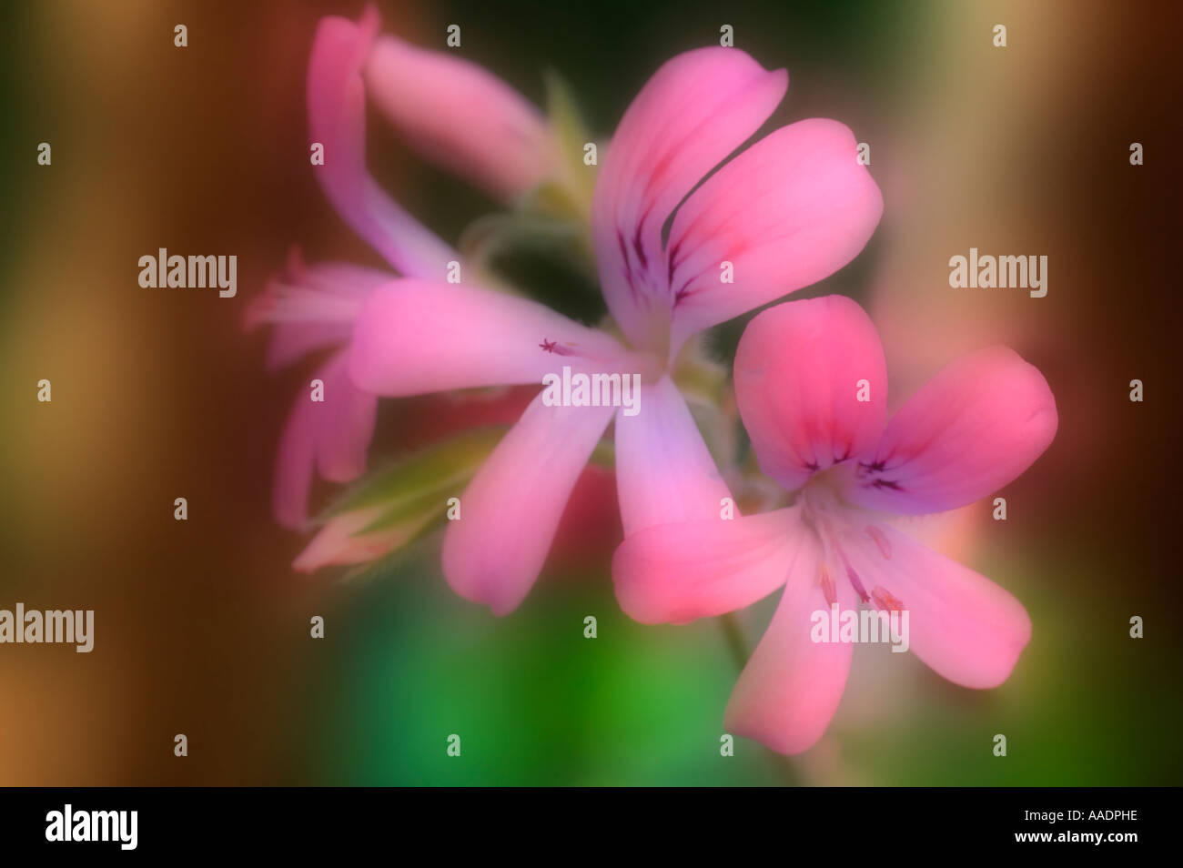 Rose scent geranium hi-res stock photography and images - Alamy