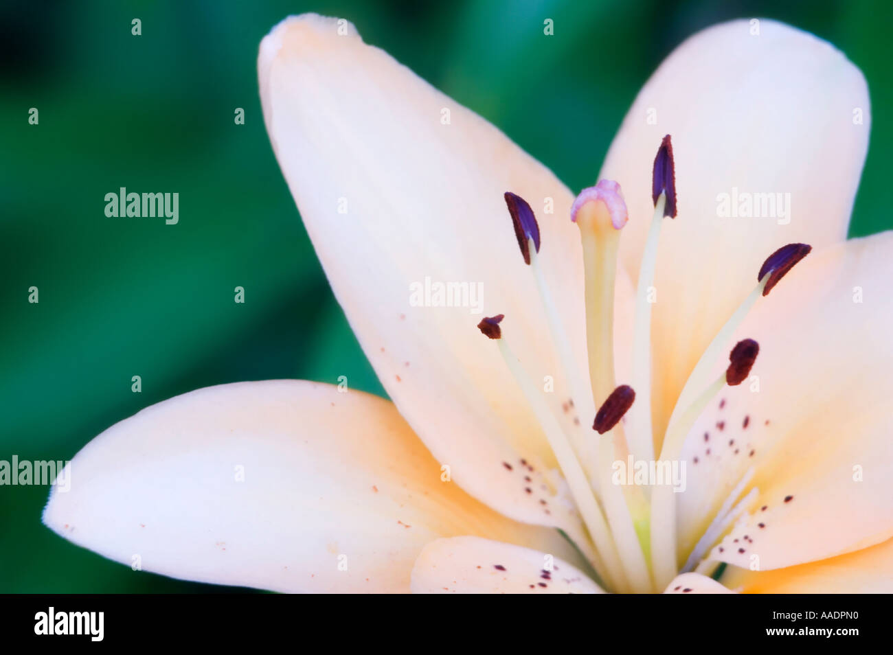 Orientpet lily hi-res stock photography and images - Alamy