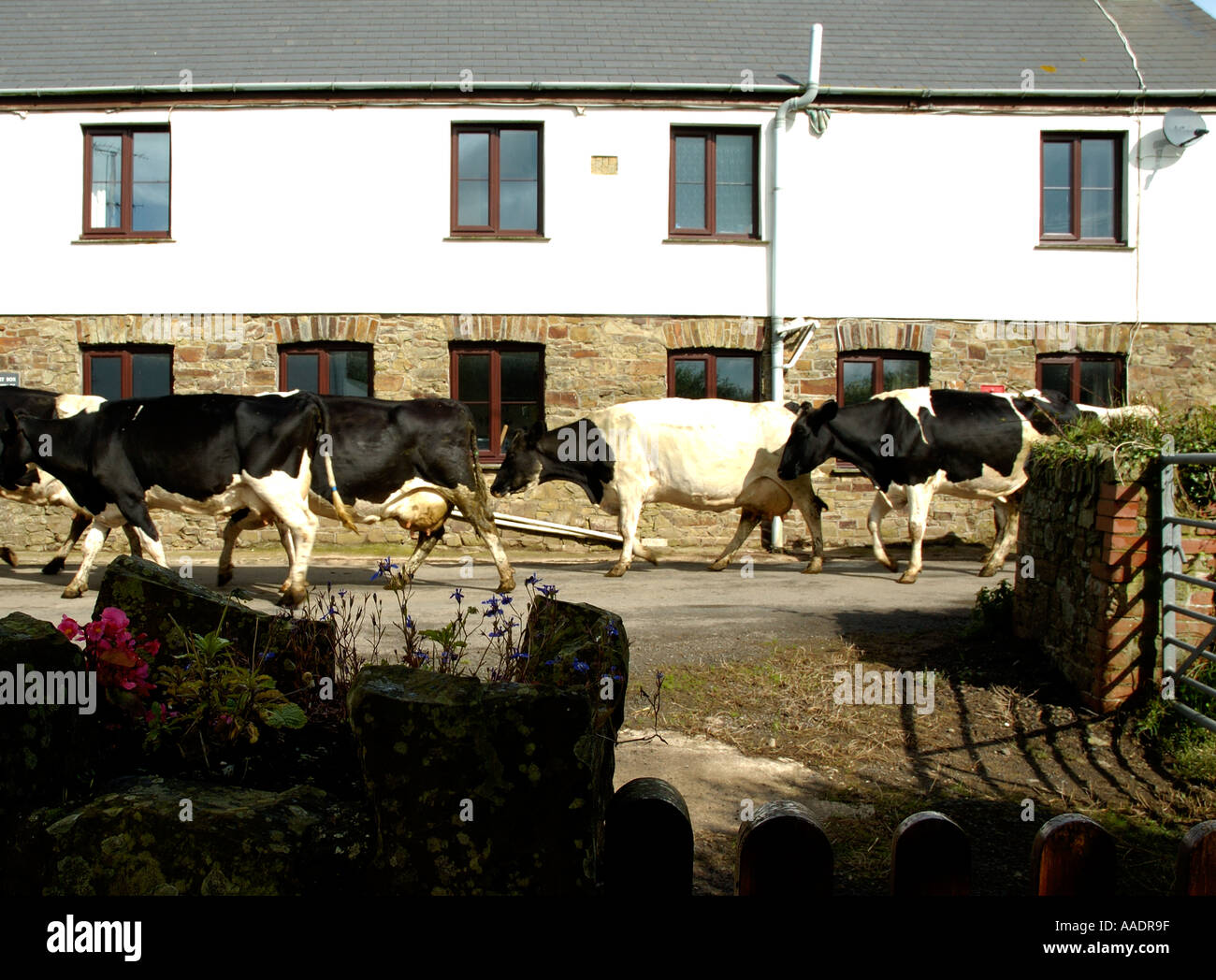 Dairy cows walking past houses in Hartland Devon UK Stock Photo - Alamy