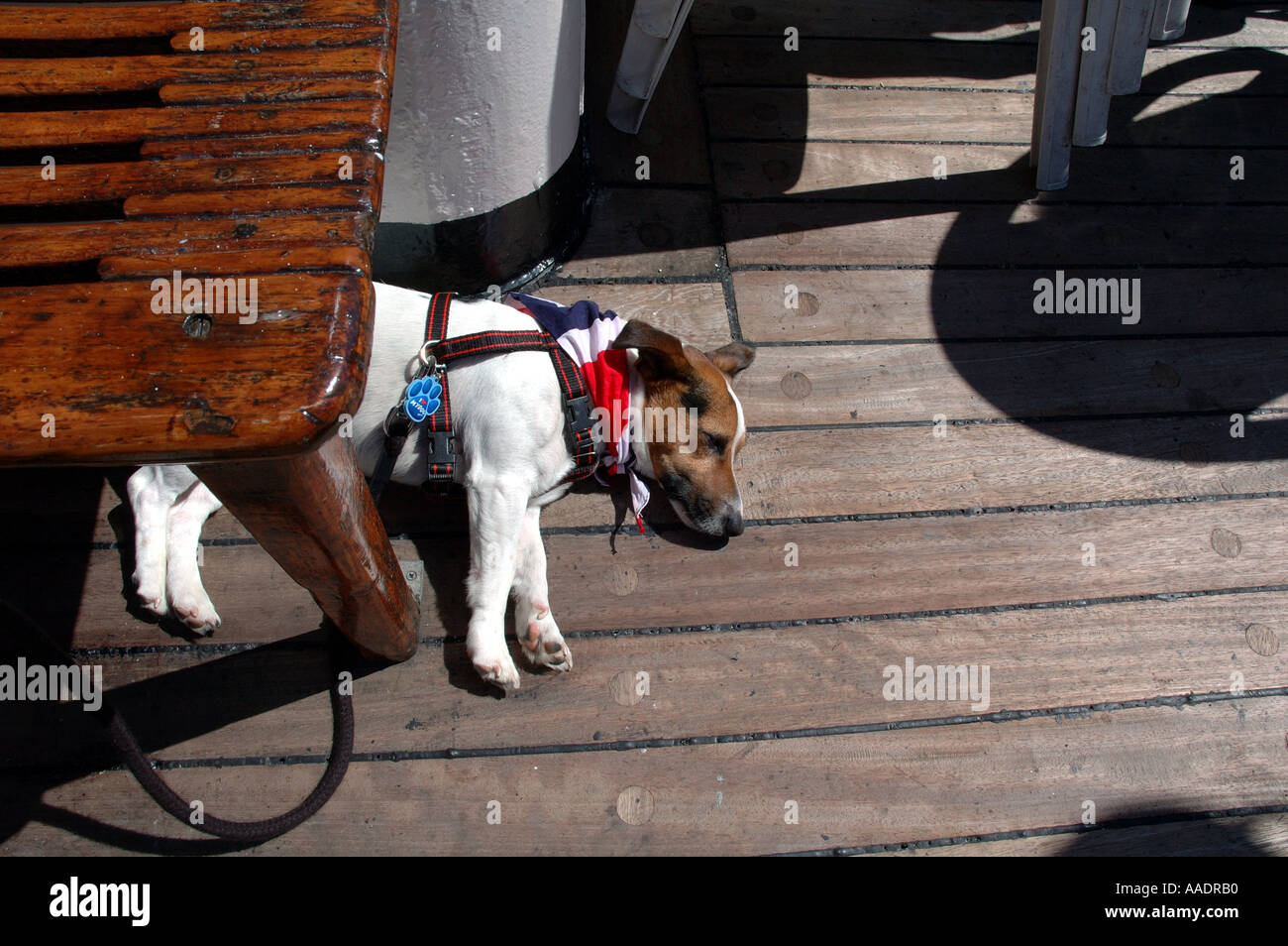 Jack russell terrier dog layed down on ship MV Balmoral Stock Photo - Alamy