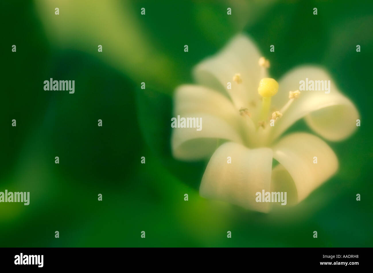 Murraya paniculata rutaceae hi-res stock photography and images - Alamy