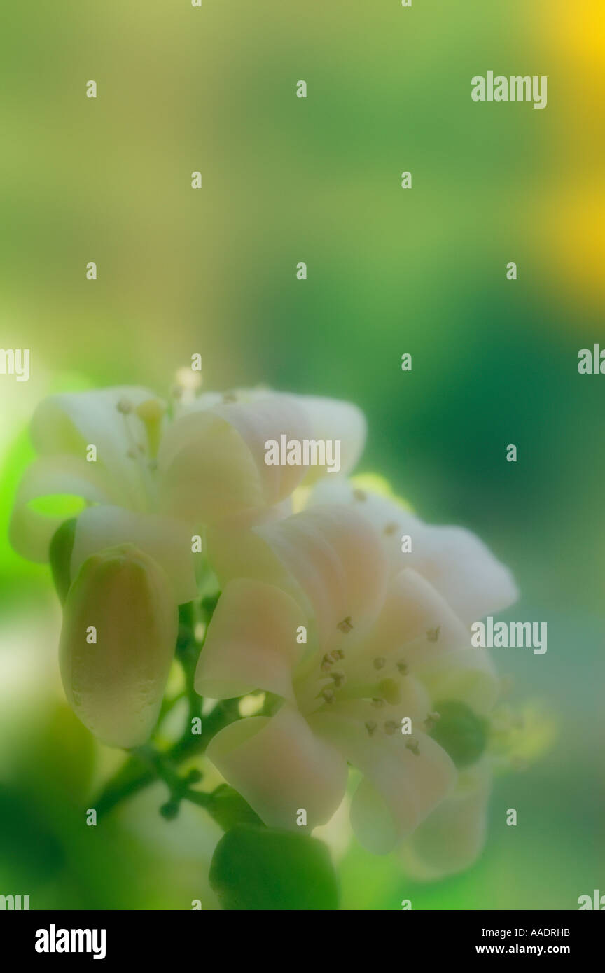 Murraya paniculata rutaceae hi-res stock photography and images - Alamy