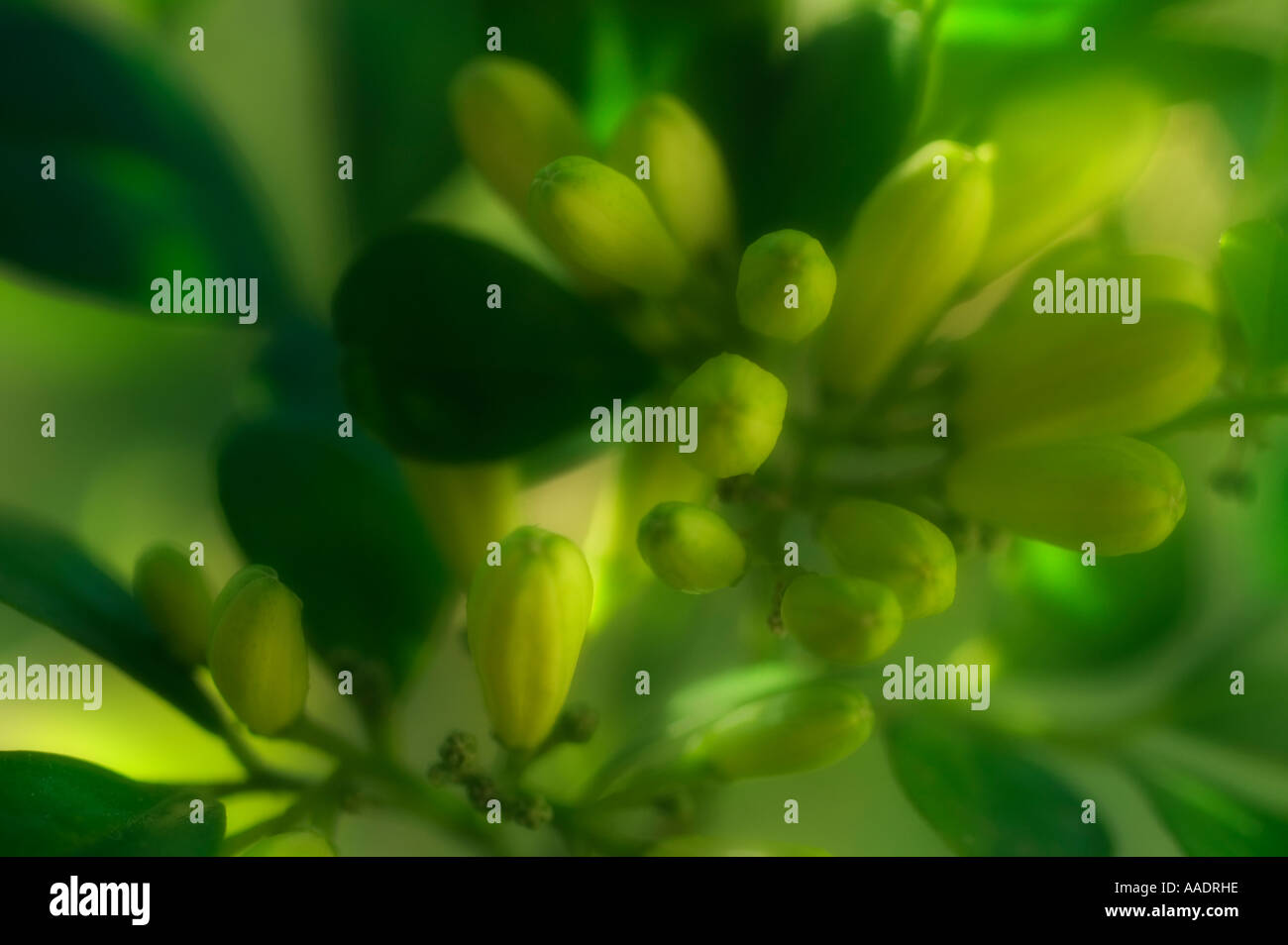 Murraya paniculata rutaceae hi-res stock photography and images - Alamy