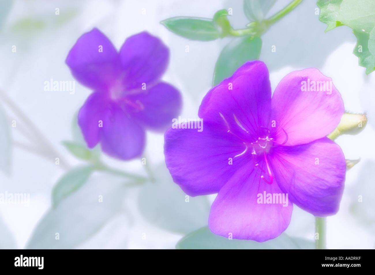 Princess flower hi-res stock photography and images - Alamy