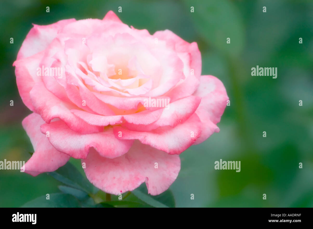 Pink Rose Bloom Stock Photo - Alamy