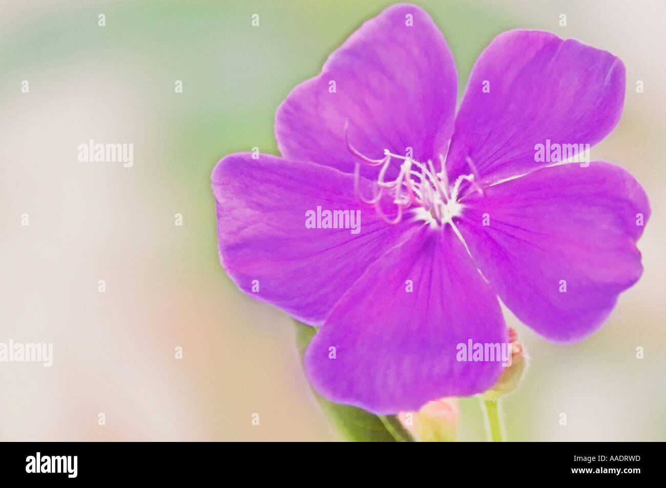 Princess flower hi-res stock photography and images - Alamy