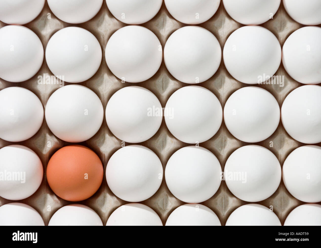 one brown egg and many white eggs Stock Photo - Alamy