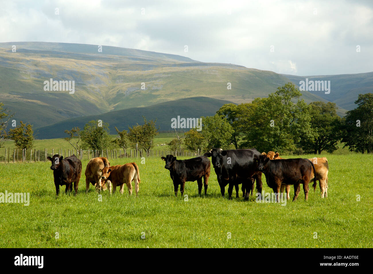 Cumbrian Cattle High Resolution Stock Photography and Images - Alamy