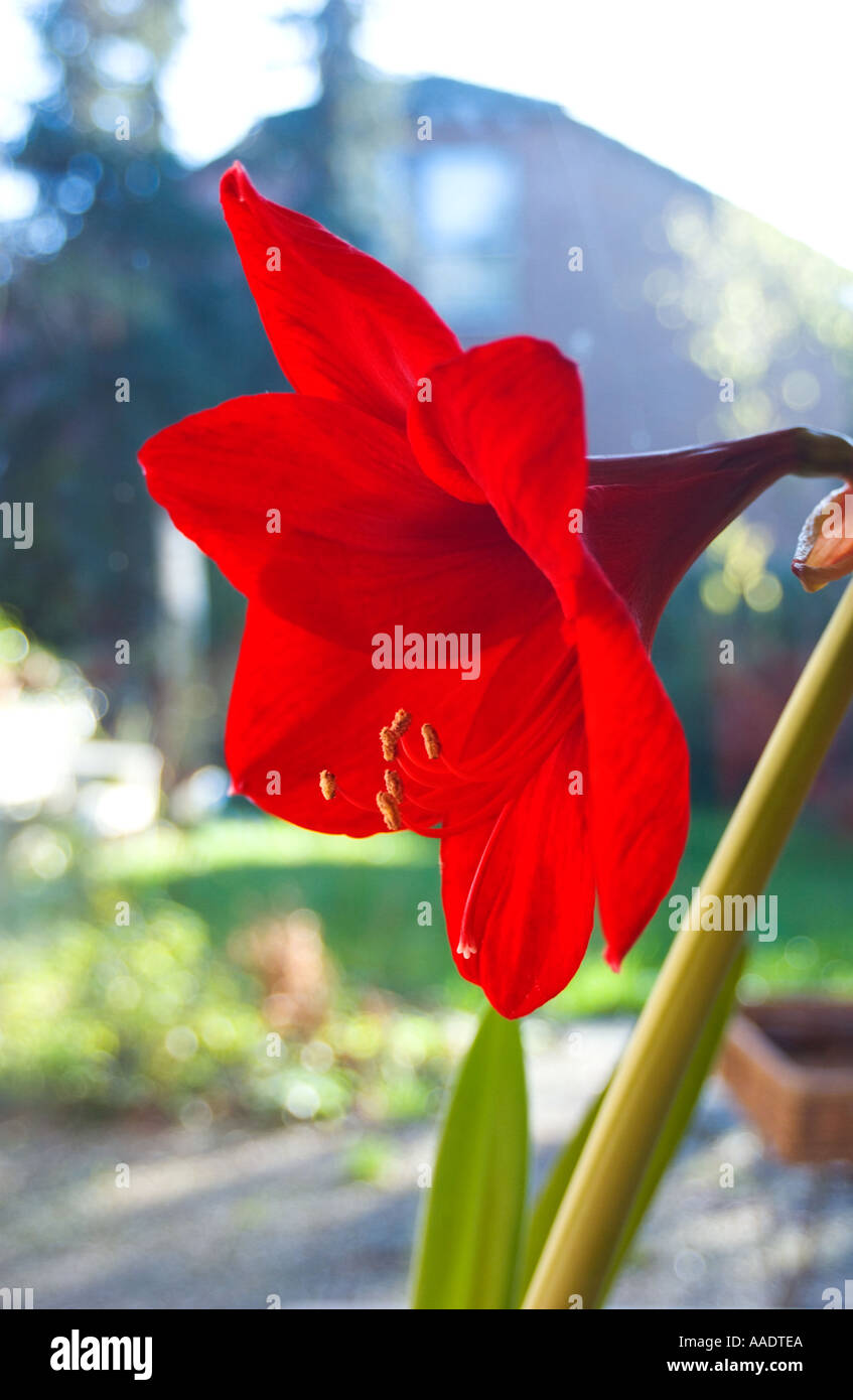 Flower red plant hi-res stock photography and images - Alamy