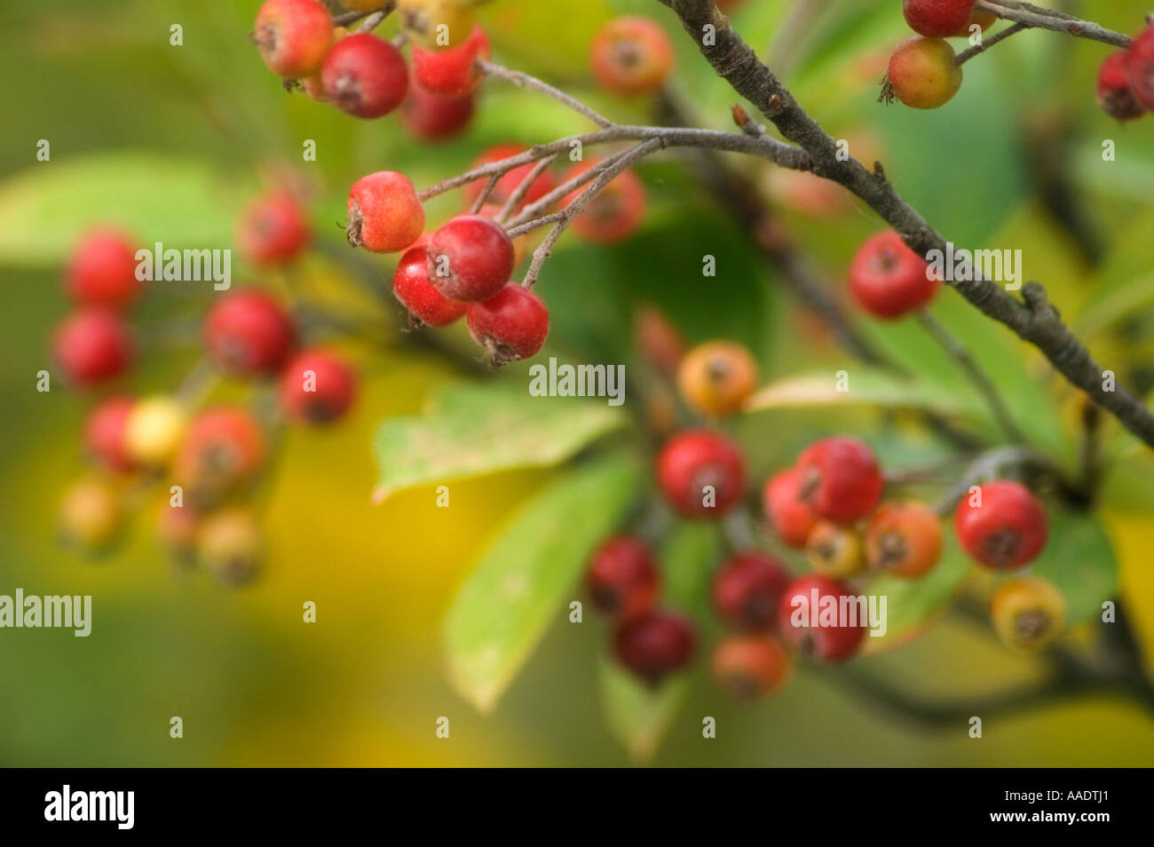 Pennsylvania hawthorn hi-res stock photography and images - Alamy