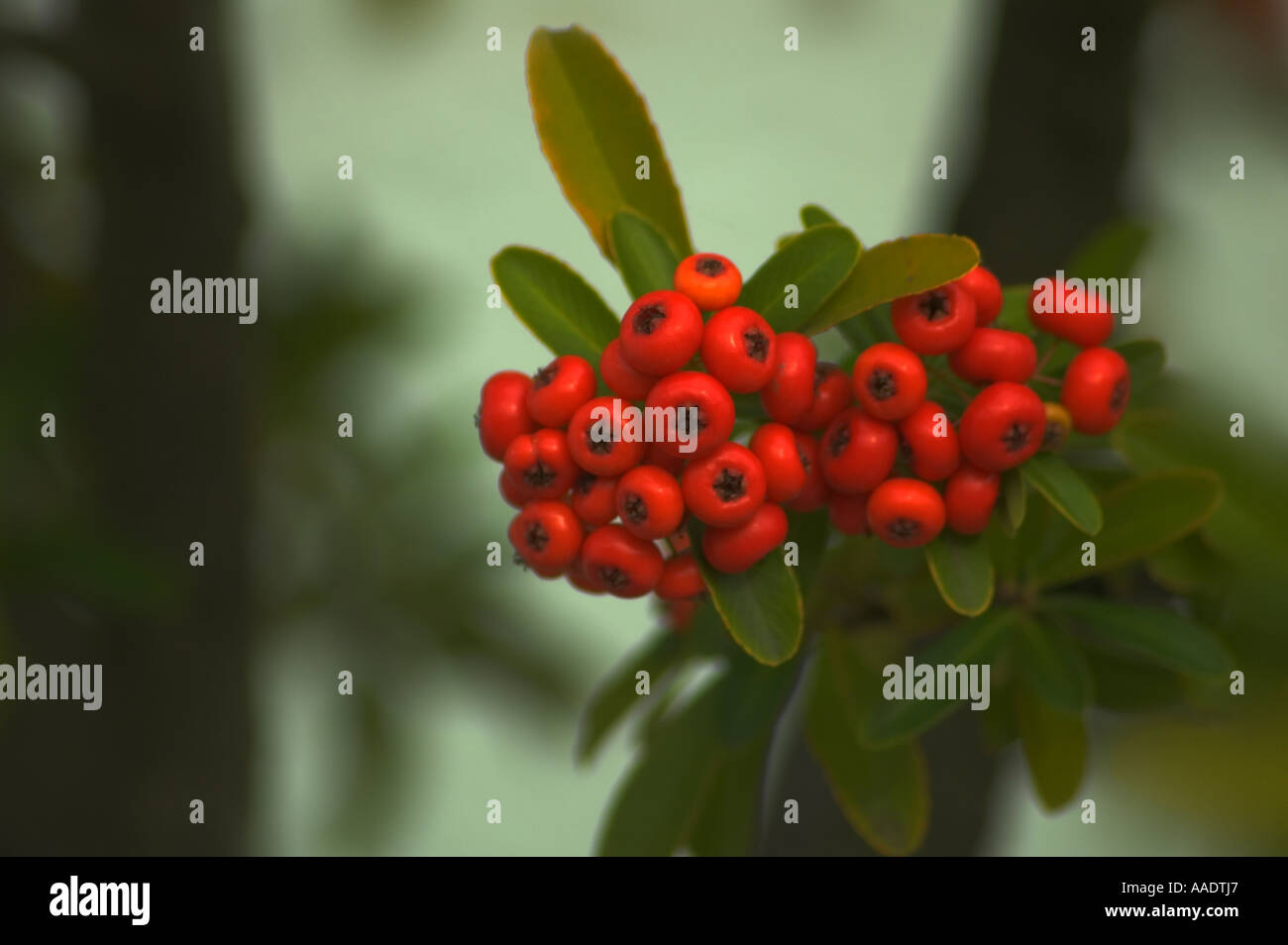 Dwarf ash tree hi-res stock photography and images - Alamy