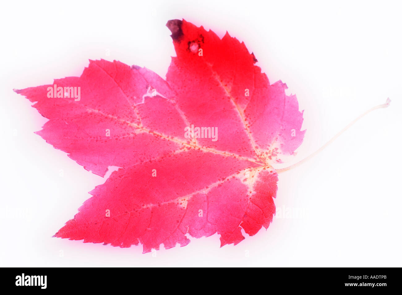 Red maple leaf Stock Photo - Alamy