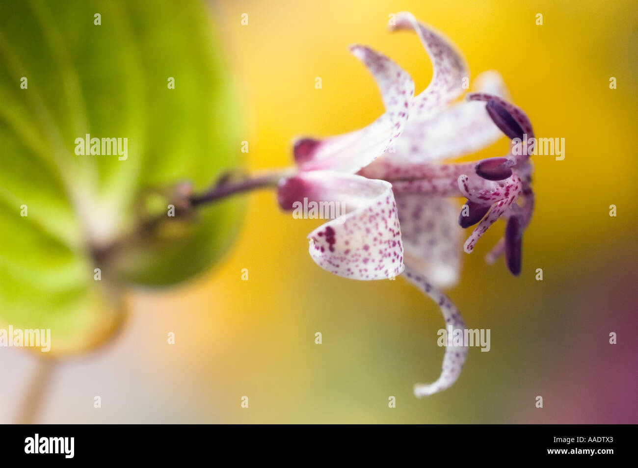 White toad flower hi-res stock photography and images - Alamy