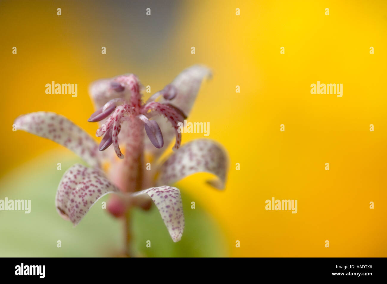White toad flower hi-res stock photography and images - Alamy
