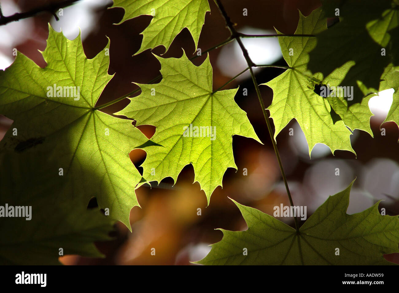 Leaves with sunlight hi-res stock photography and images - Alamy
