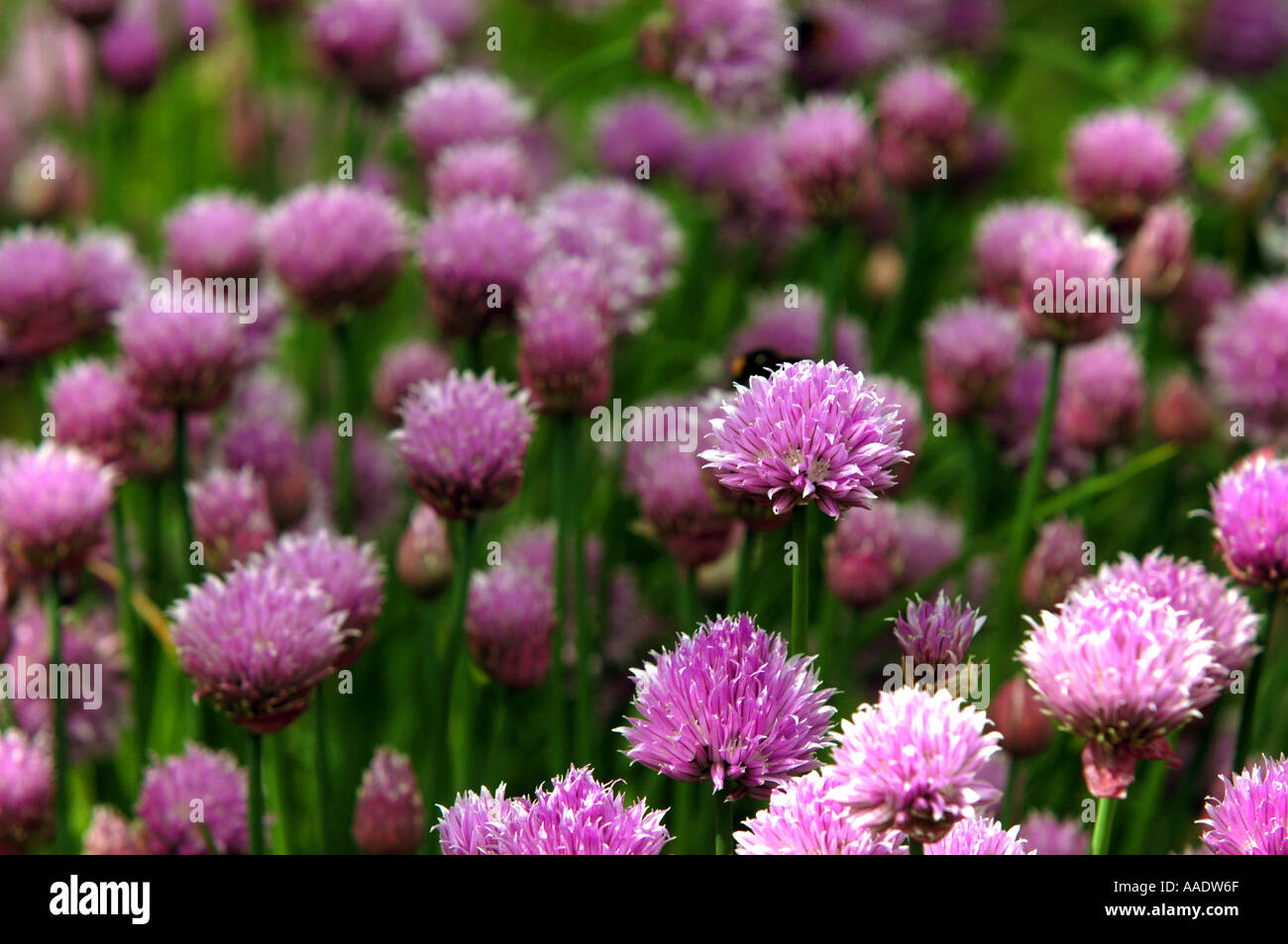 Mass of Alium blooms Stock Photo - Alamy
