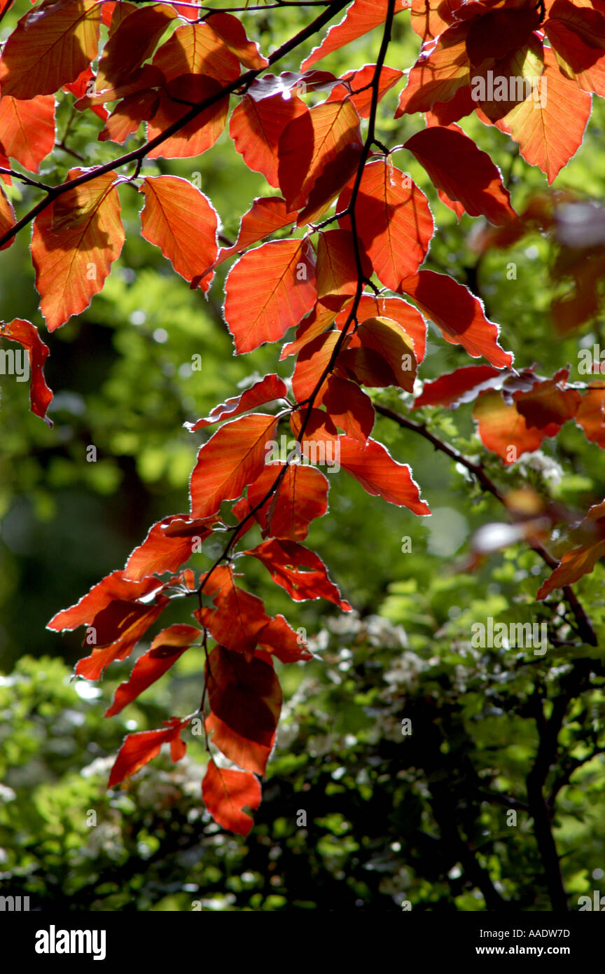 Copper beech leaves against sunlight Stock Photo - Alamy