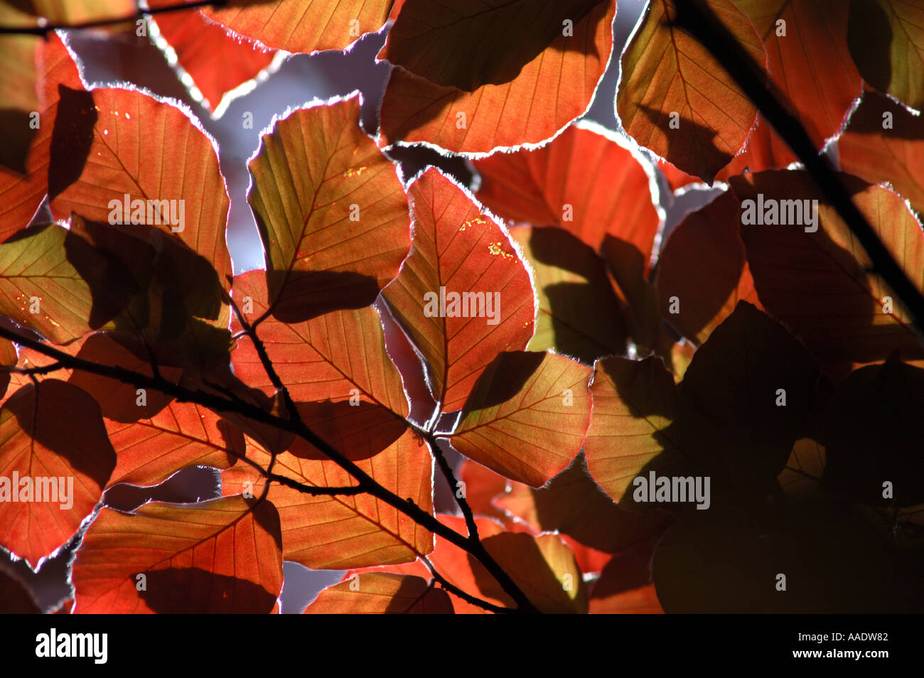 Young copper beech leaves hi-res stock photography and images - Alamy