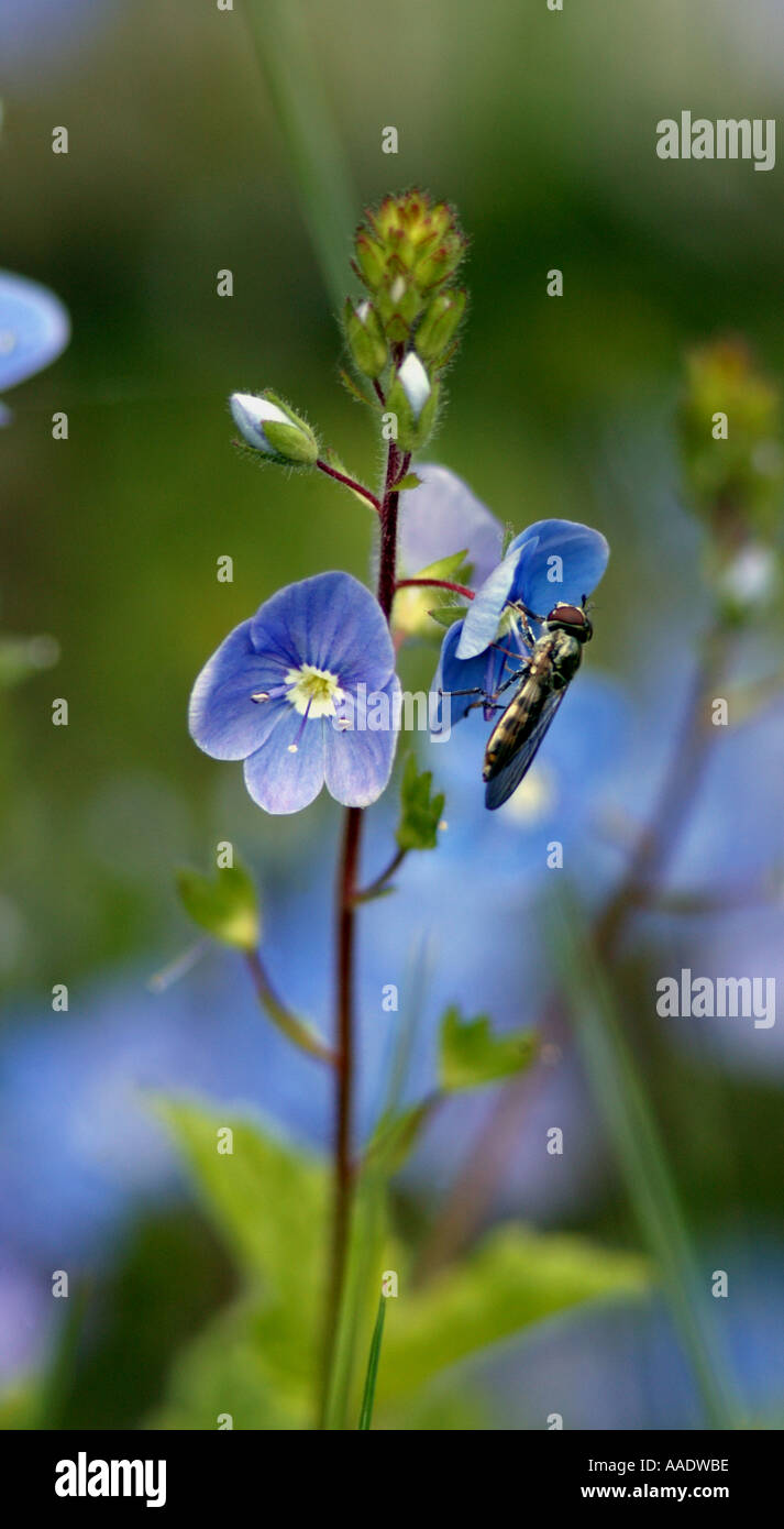 Spring speedwell insect hi-res stock photography and images - Alamy