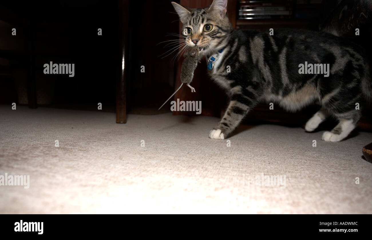 Cat playing with mouse hi-res stock photography and images - Alamy