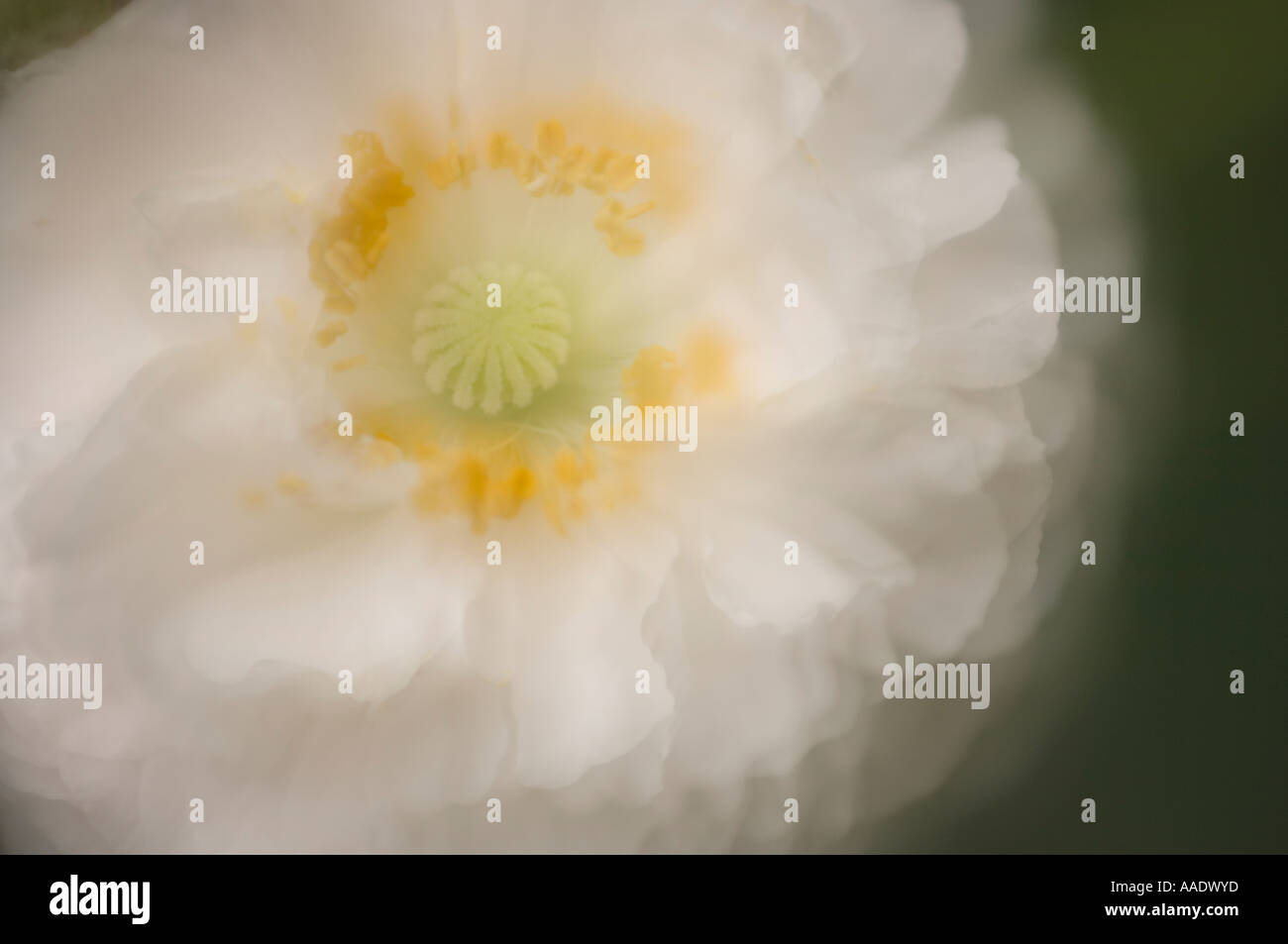 Poppy shirley poppy hi-res stock photography and images - Alamy