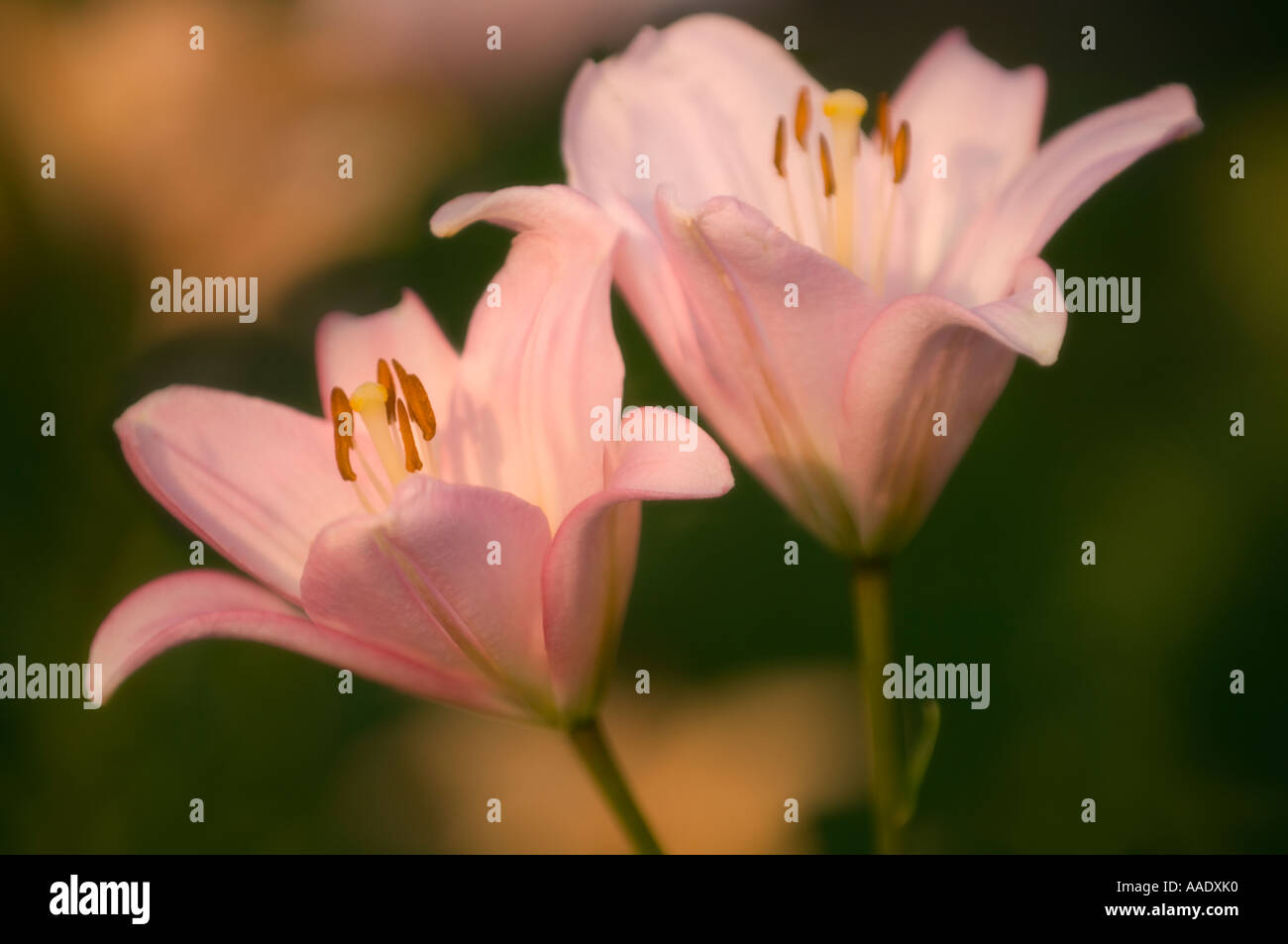 Two pink asiatic lilies Stock Photo - Alamy