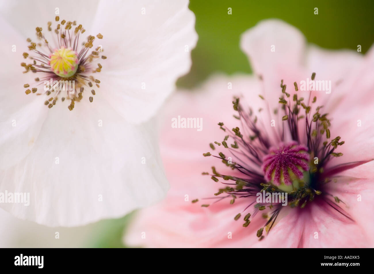 Two poppy flowers hi-res stock photography and images - Alamy