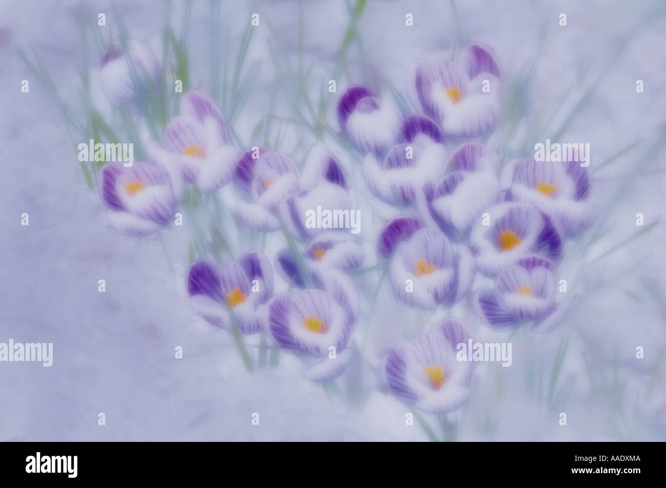 Patch of spring crocuses Stock Photo - Alamy
