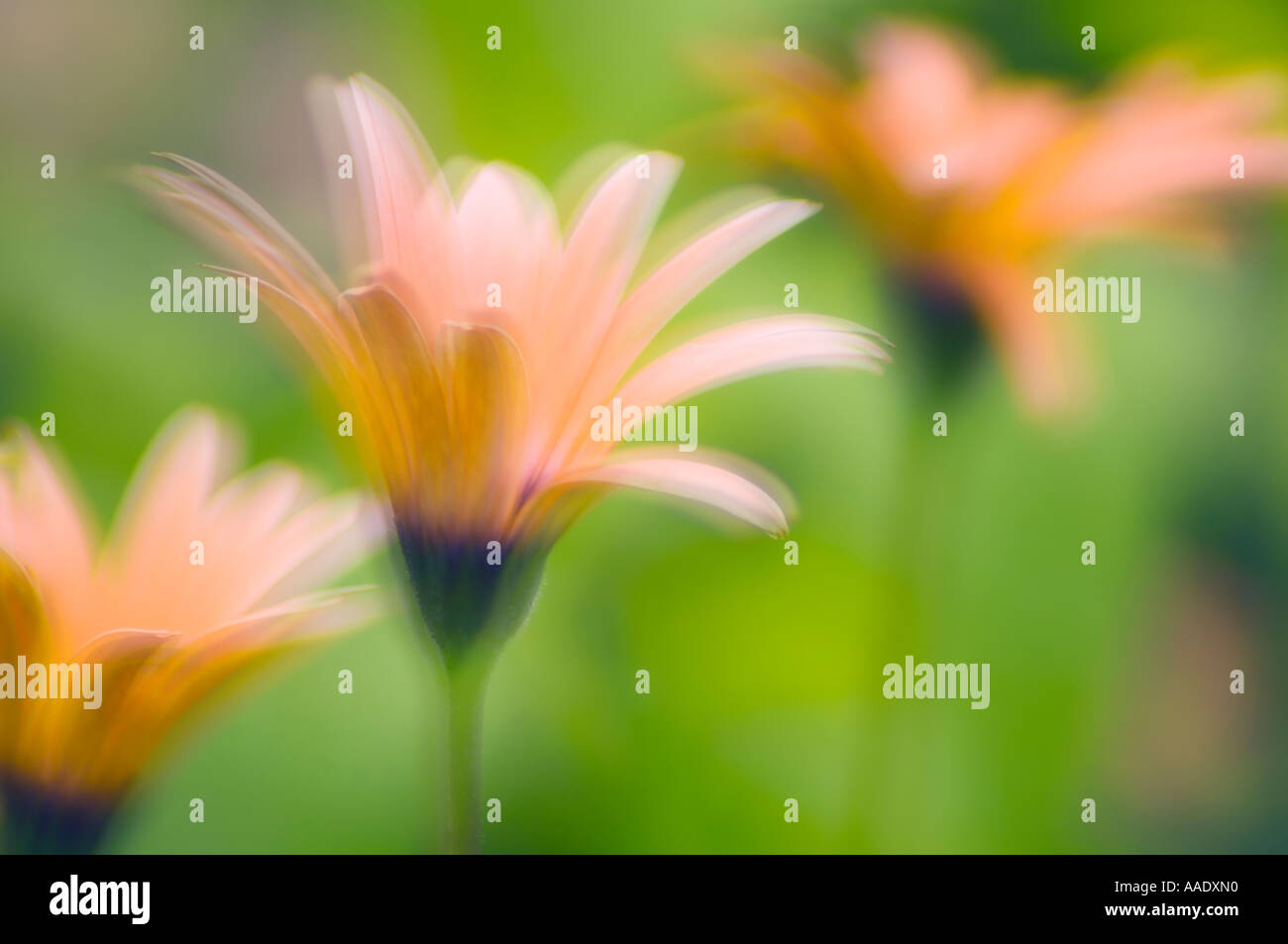 African daisy flower dimorphotheca aurantiaca hi-res stock photography ...