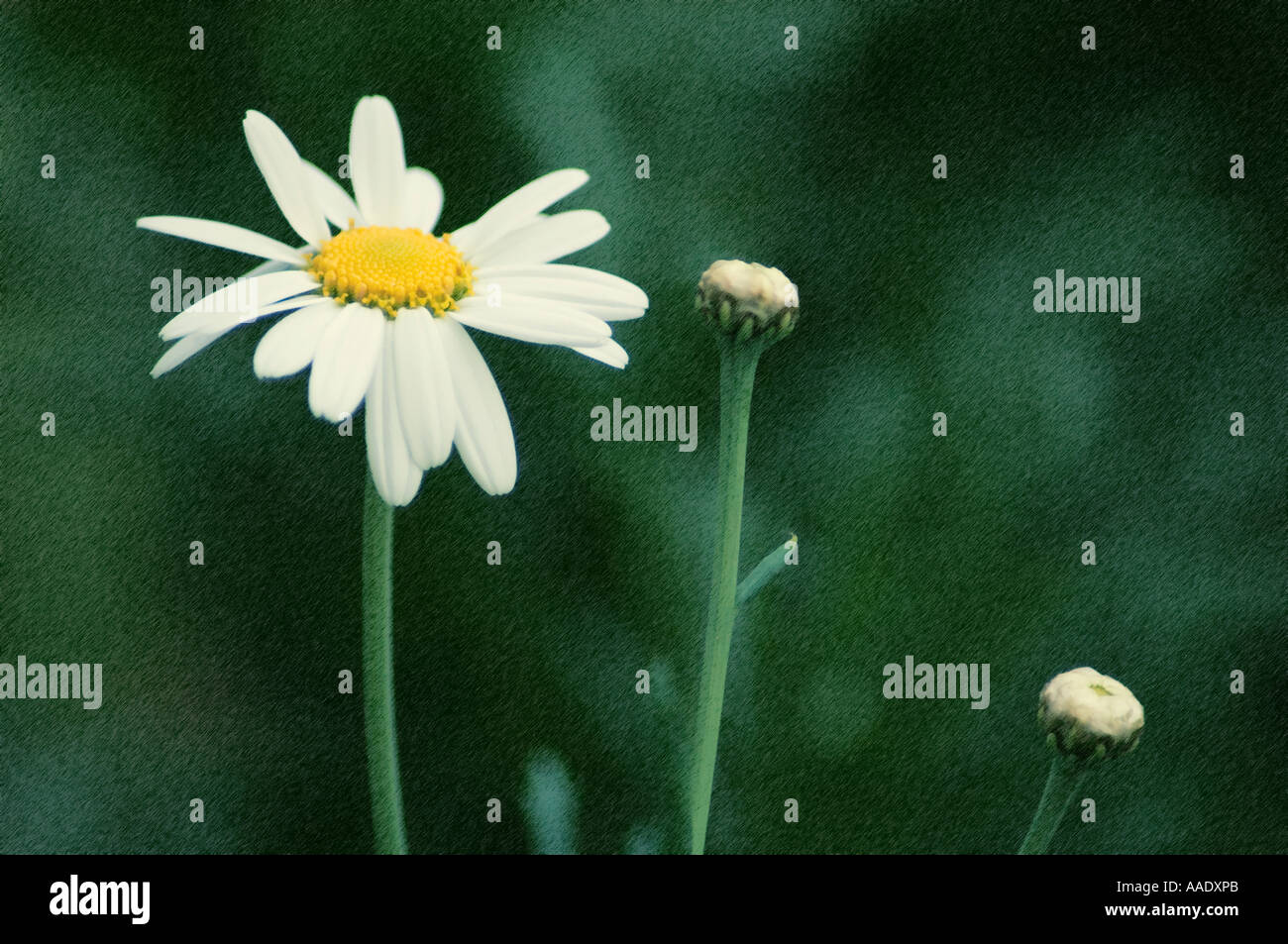 White daisy and two buds Stock Photo - Alamy