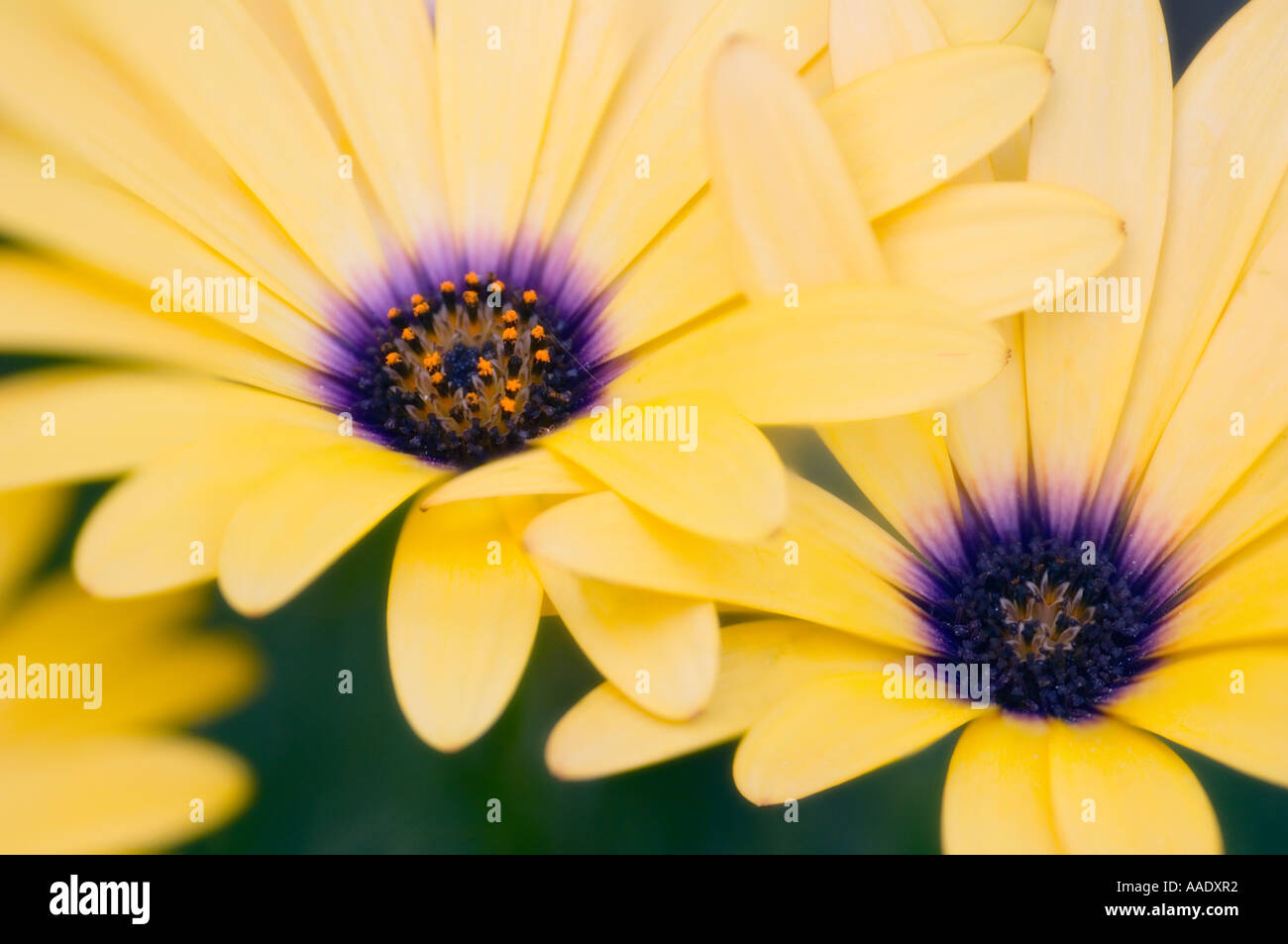 African daisy flower dimorphotheca aurantiaca hi-res stock photography ...
