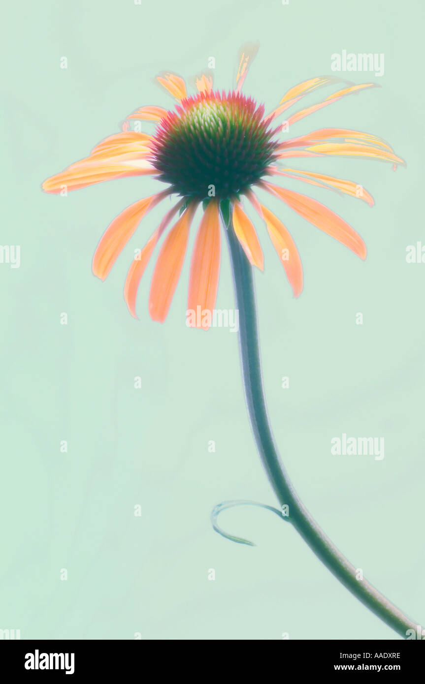Flower single alone hi-res stock photography and images - Alamy