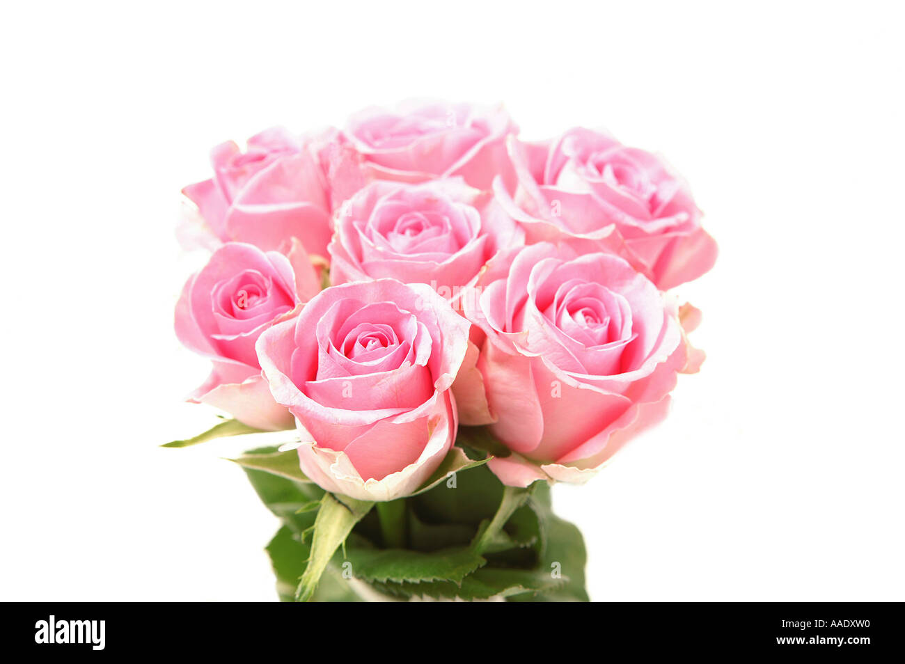 Detail crop of bunch of seven pink roses with clean white studio ...